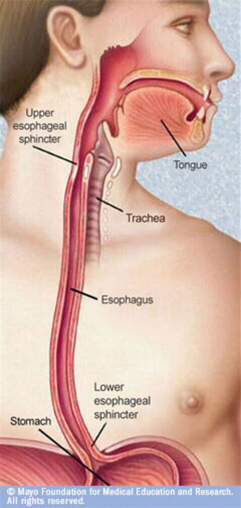 Esofago Anatomia SEONegativo Esofago Anatomia SEONegativo